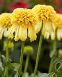 Jeżówka- Echinacea 'Lemon Drop' > B/4/2026 ECHINACEA